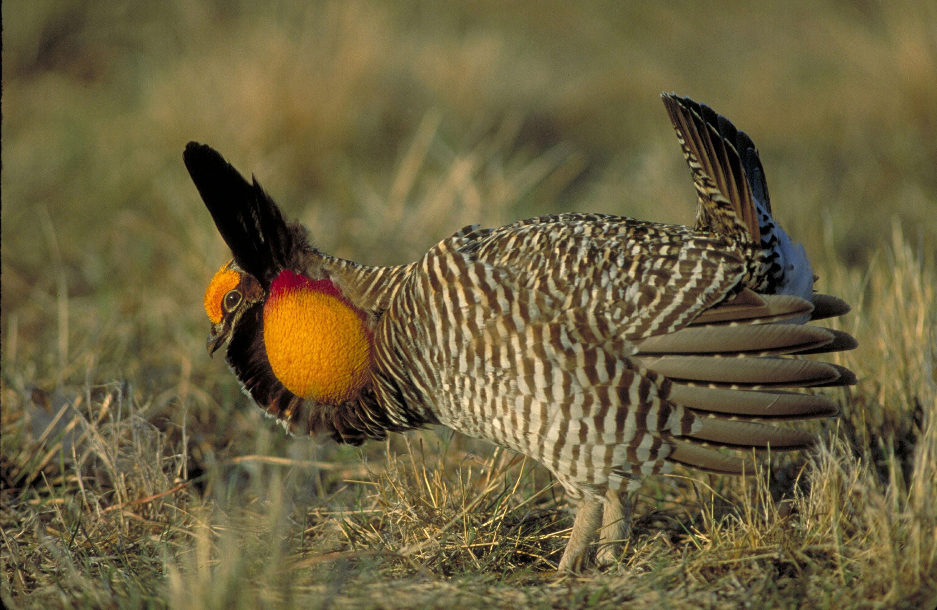Kansas gives prairie chickens to Missouri | News, Sports, Jobs ...
